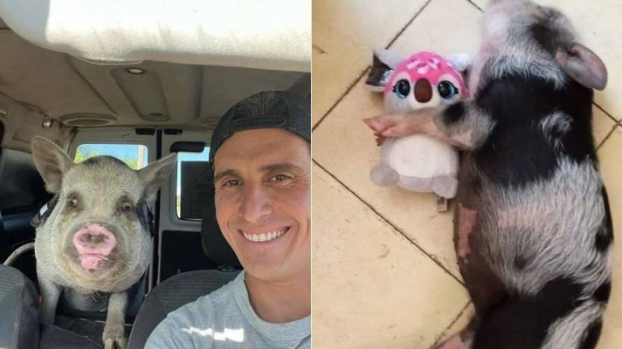 Un hombre adoptó a un chanchito como mascota, pero se lo morfó en un ...