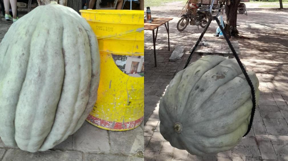 Increíble: cosechan un zapallo de 20 kilos en una finca santiagueña ...