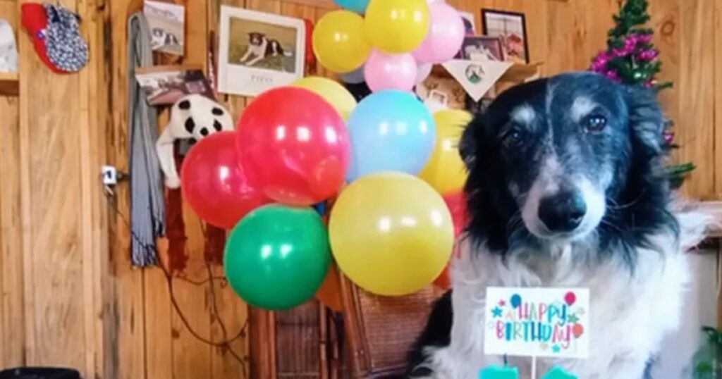 “Pipo, el perro motoquero” que enternece a las redes - Sabelo