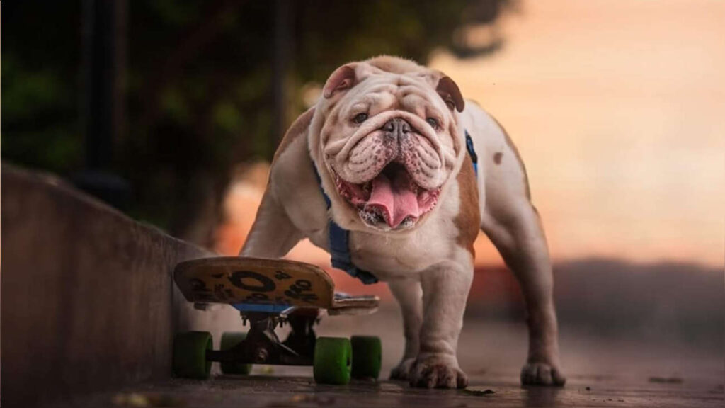 Un genio: perro demuestra que puede andar en skateboard - Sabelo